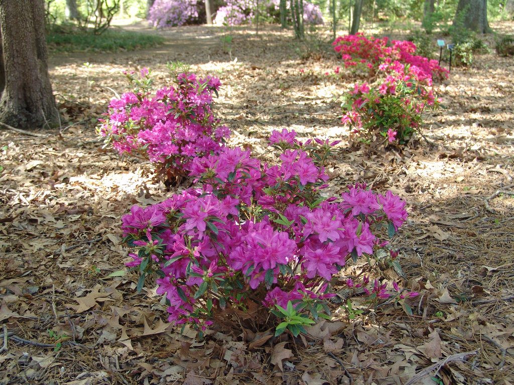 Let re-blooming Azaleas add color spring and fall. | Terra Bella Garden ...